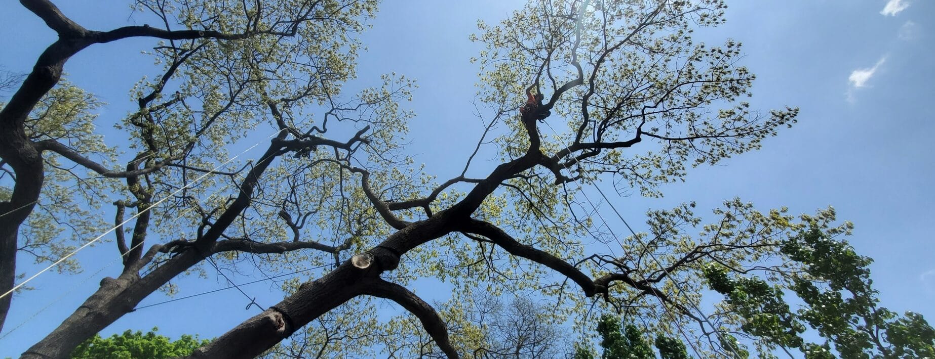 Oak Trees. Tips and recommendations for better care