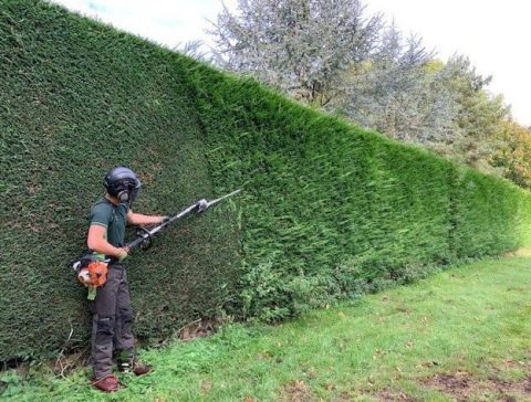 Understanding Hedges: A Brief History, Techniques, and Care