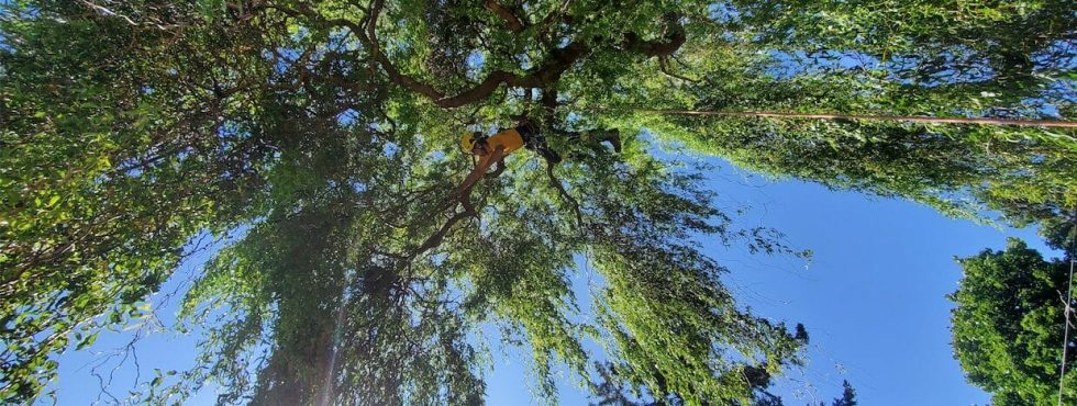Understanding Tree Terminology: Homeowners Edition Toronto