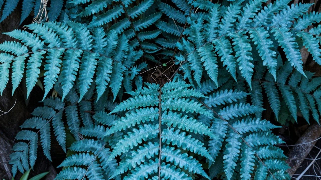 Blue Star Fern Care Guide: How to Grow and Maintain