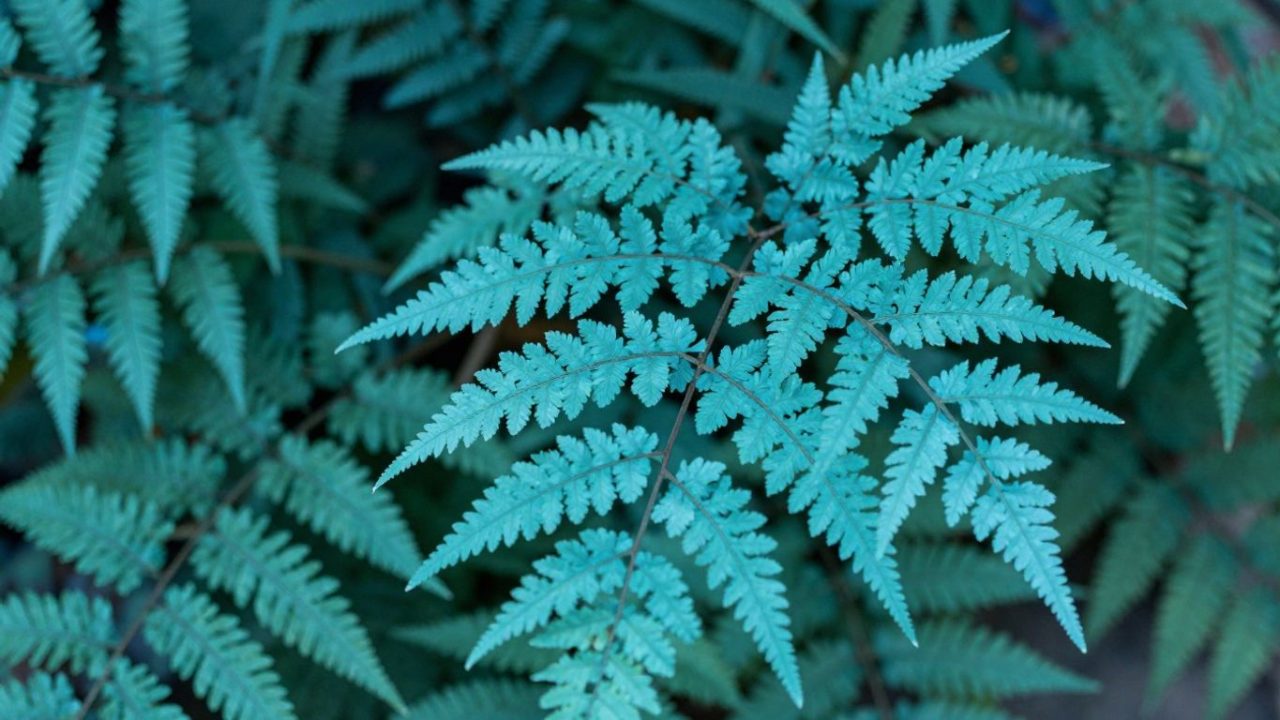 Blue Star Fern Care Guide: How to Grow and Maintain