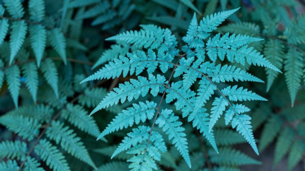 Blue Star Fern Care Guide: How to Grow and Maintain
